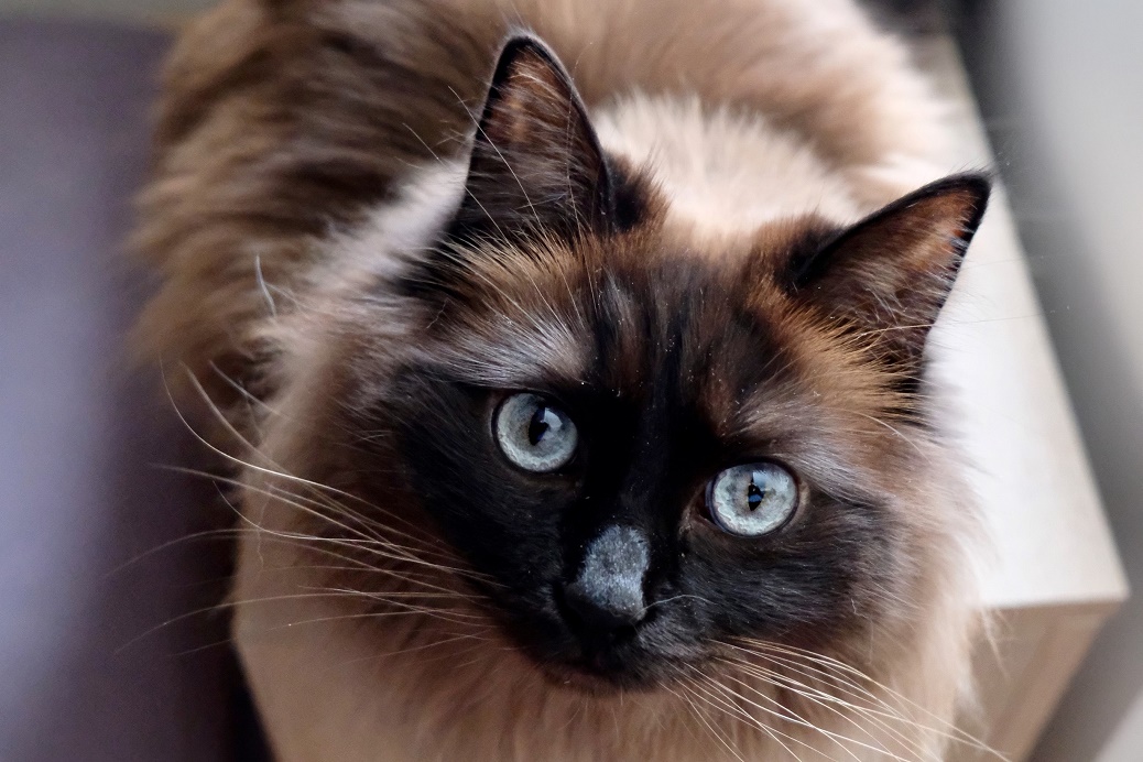 Geschichte der Ragdoll Katze | Ragdoll Liebe
