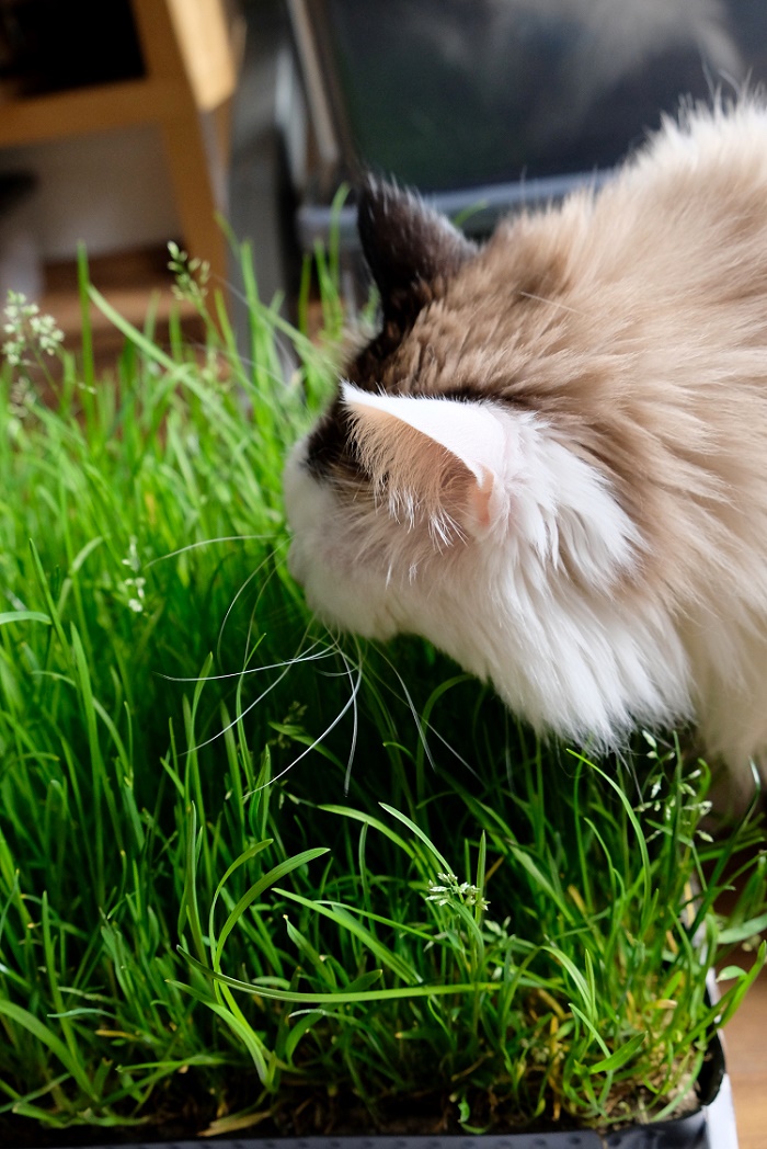 Test: Katzengras zum Fressen und Spielen | Ragdoll Liebe