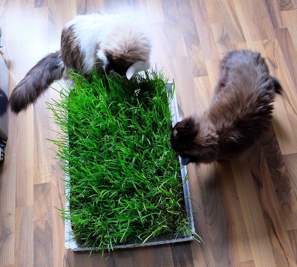 Test: Katzengras zum Fressen und Spielen | Ragdoll Liebe